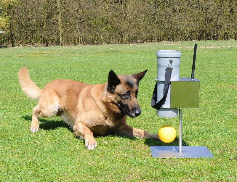 Von Forell Australia - Breeders of Healthy Working Dobermanns and ...